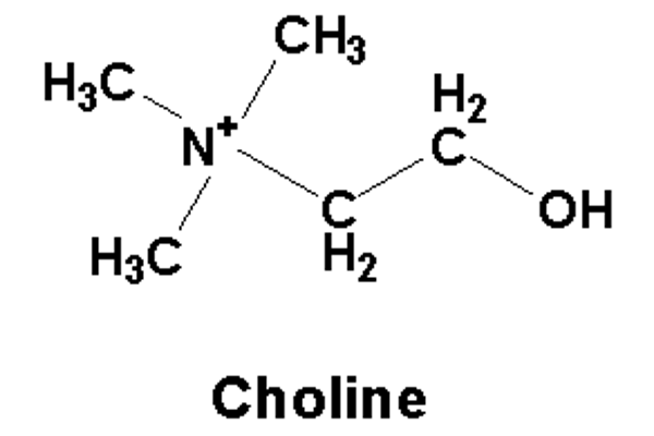 Choline - Le Bonheur est Possible