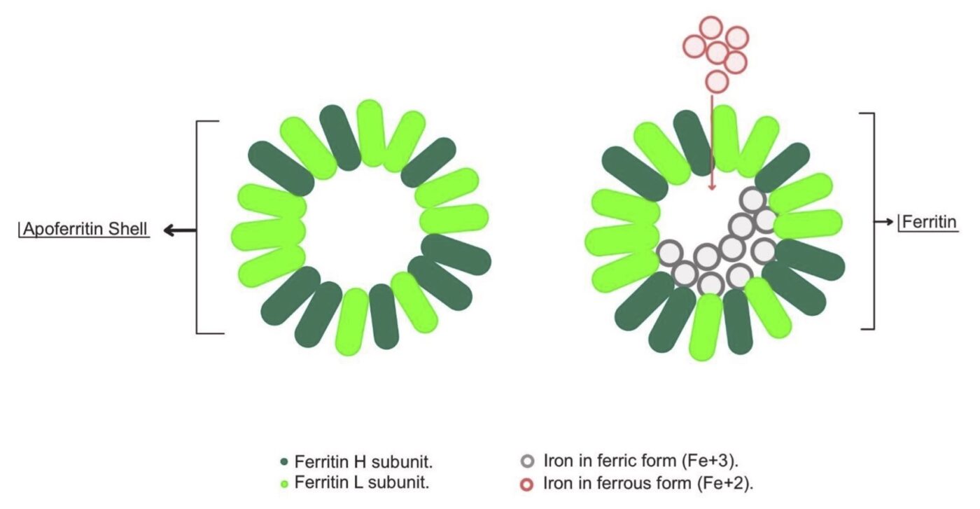 Chrononutrition - mon expérience - Le Bonheur est Possible
